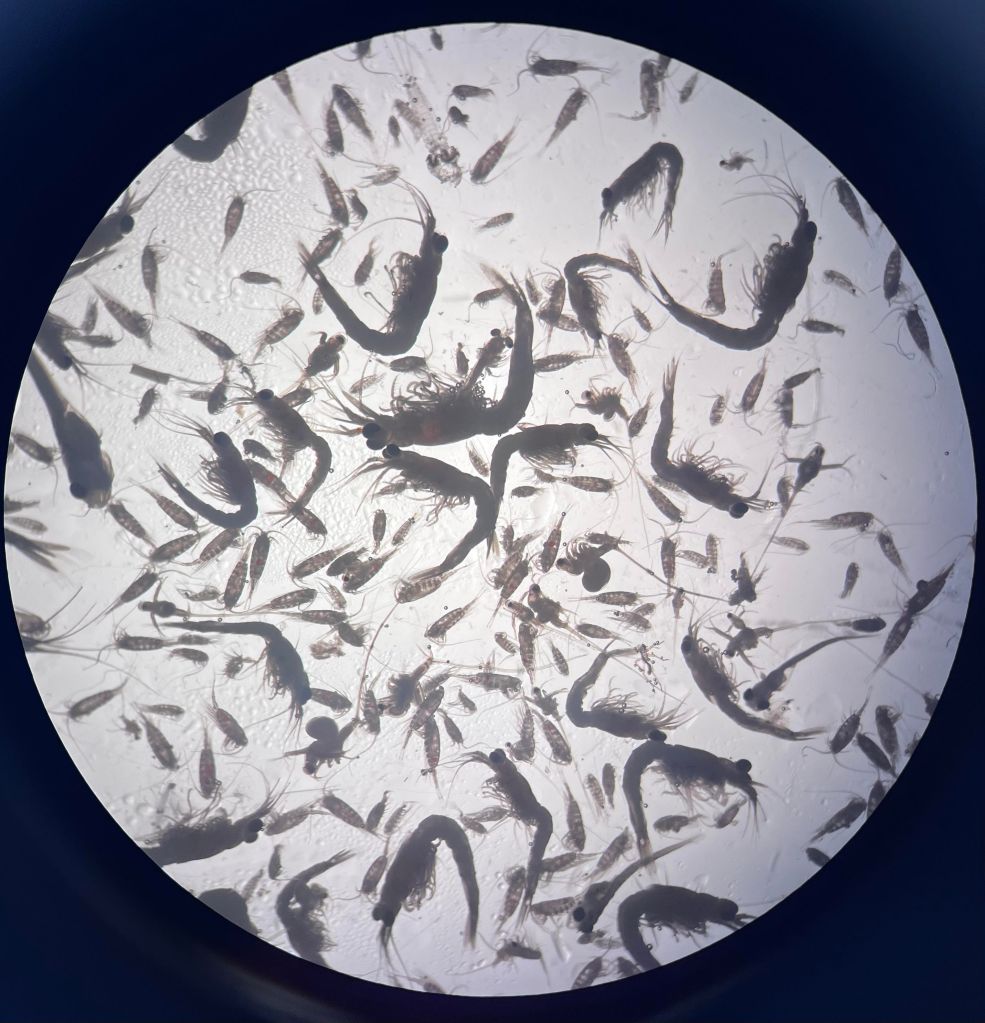 Why NOAA GLERL’s largest vessel is one of its most critical research ...